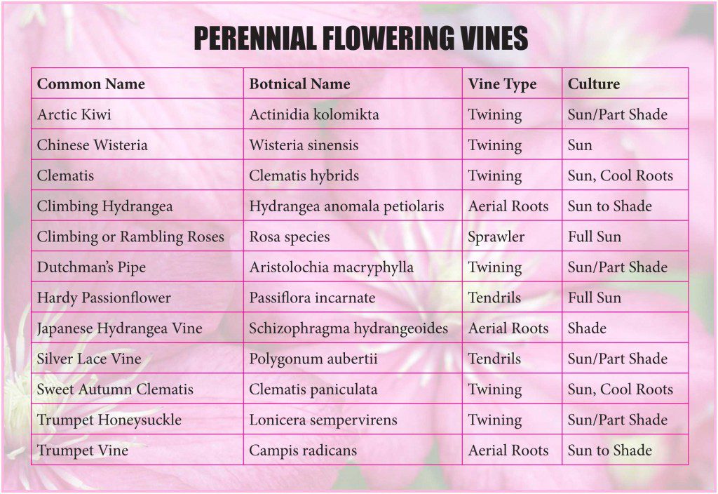 In the Nursery | Dill's Greenhouse